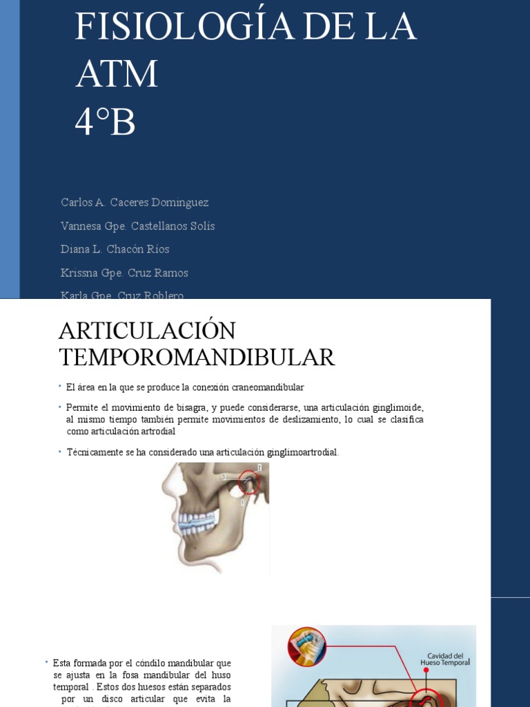 Fisiología de La ATM | PDF | Articulación | Cartílago
