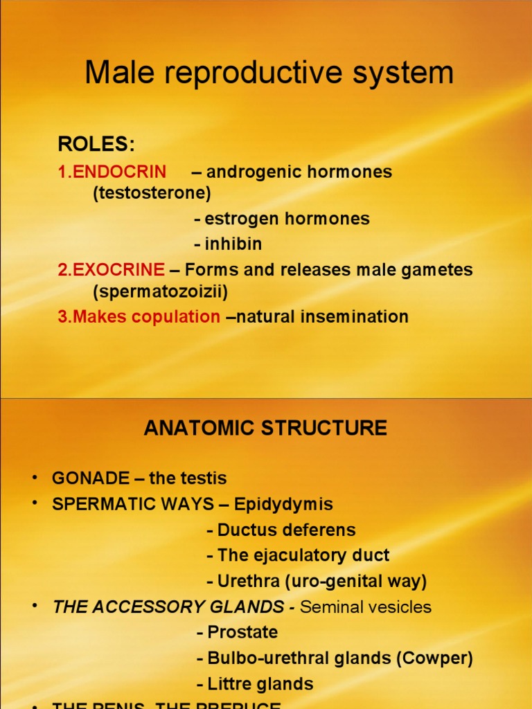 Aparatul Genital Mascul | PDF | Testicle | Prostate
