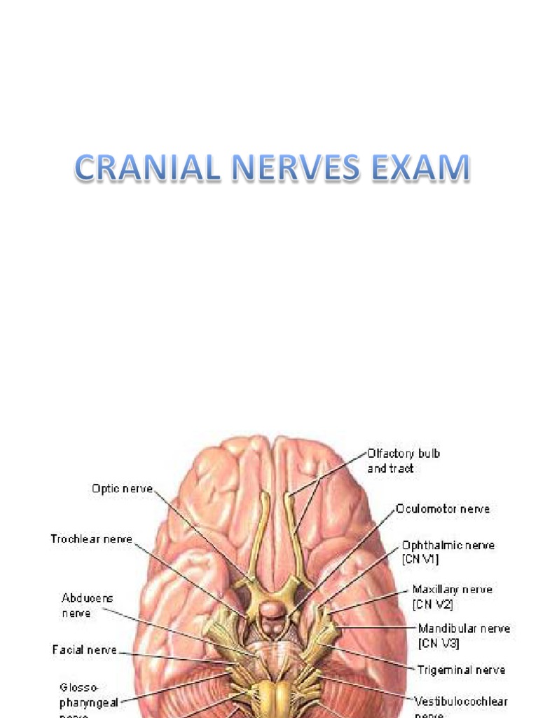 Cranial Nerves Examination Complete PDF | PDF | Human Head And Neck ...