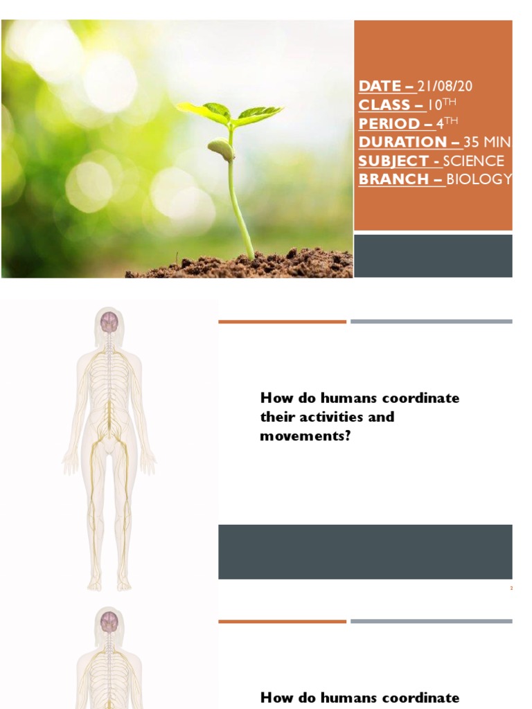 Plants Hormones in Presentation | PDF | Plant Hormone | Root