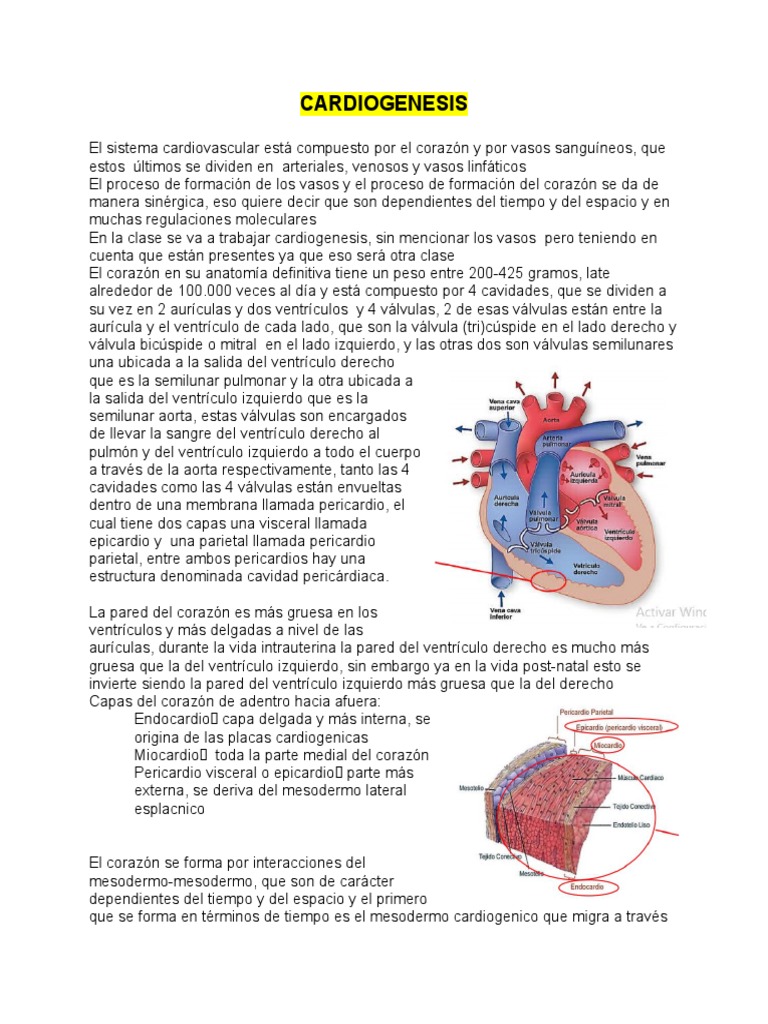 CARDIOGENESIS | PDF | Ventrículo (corazón) | Corazón