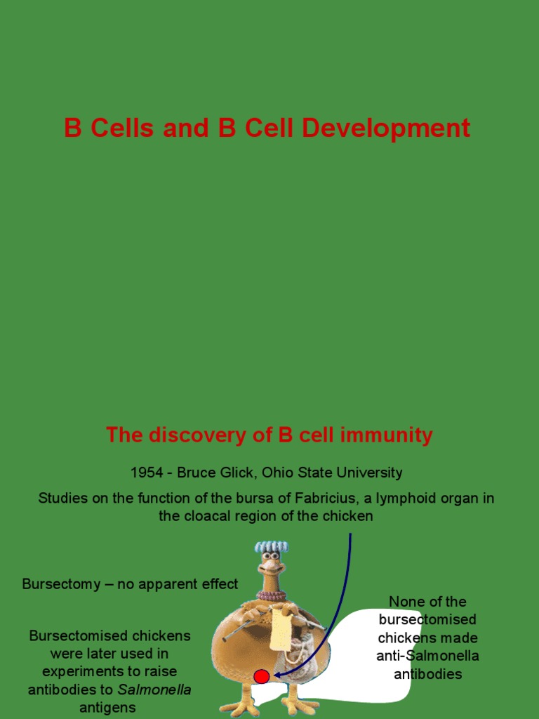B-Cell Development | PDF | B Cell | Lymph Node