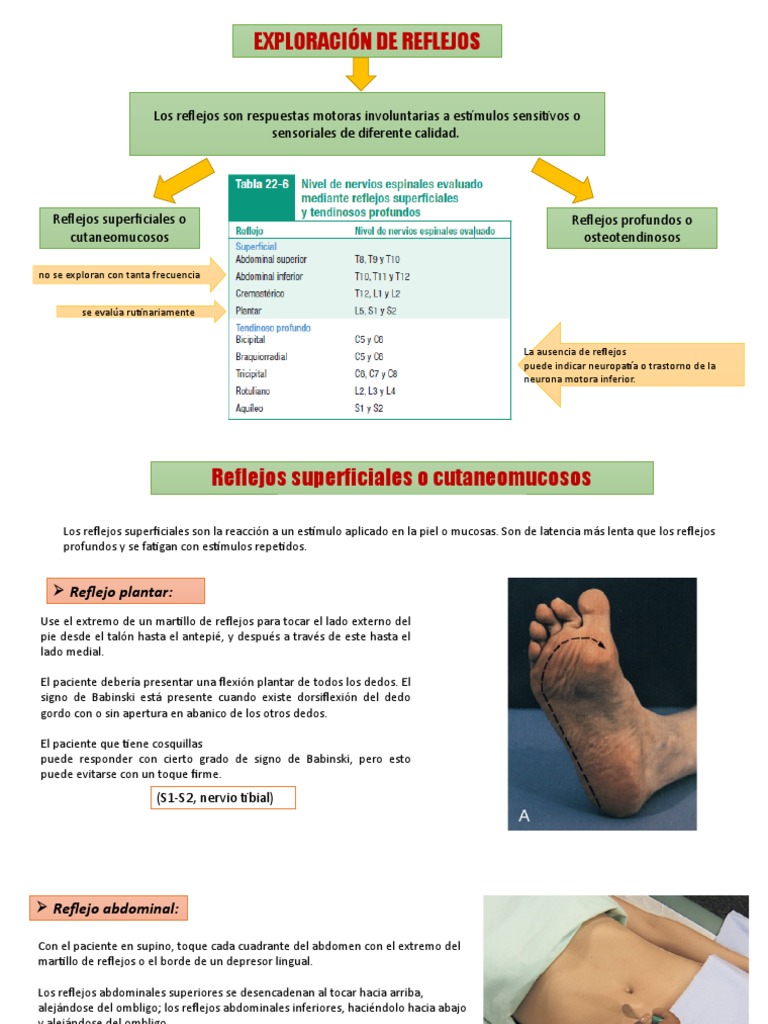 Reflejos | PDF | Nervio | Codo