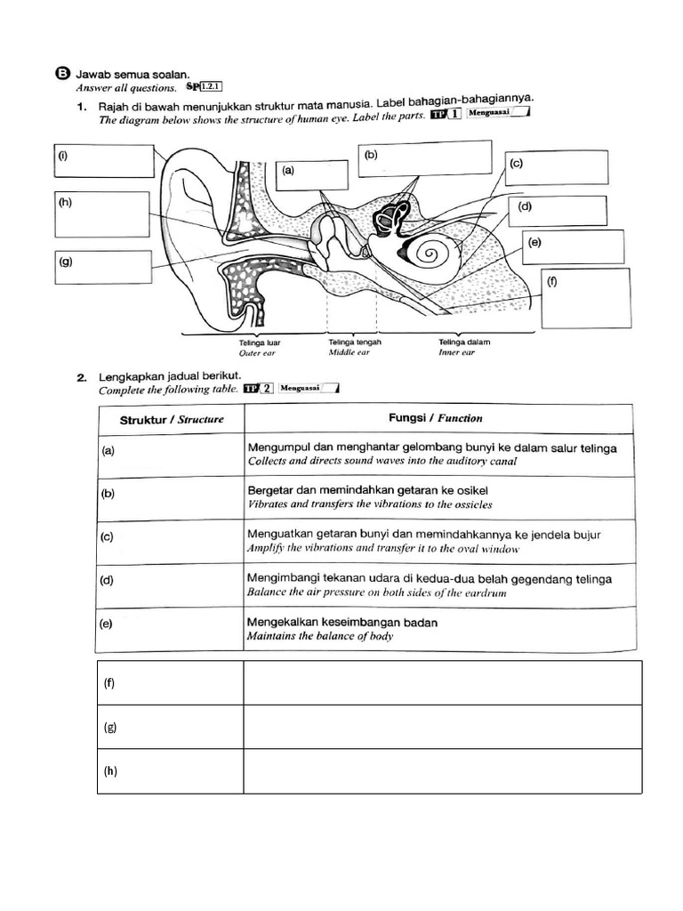 Latihan Label Telinga Dan Hidung | PDF