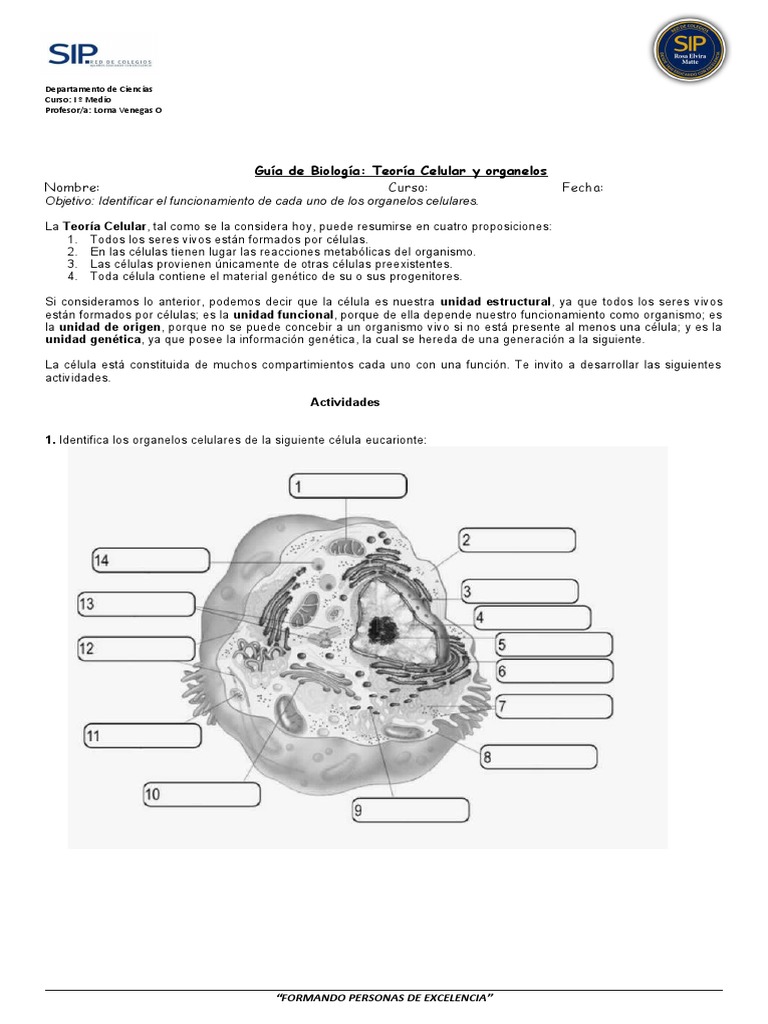Guía de Biología - Teoría Celular y Organelos Nombre - Curso - Fecha ...