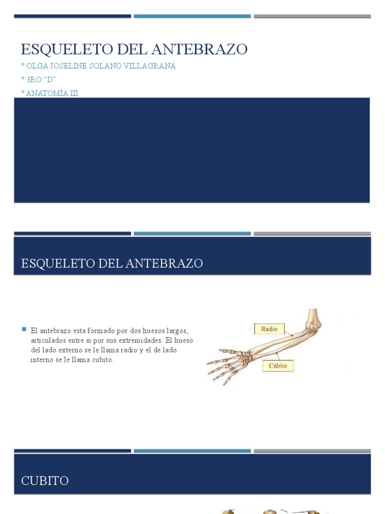 Radio y Cubito | PDF | Sistema esquelético | Anatomía humana