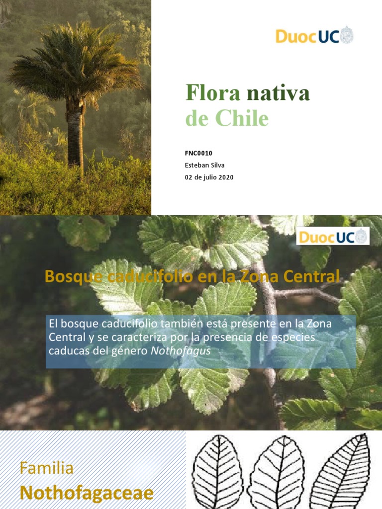 Flora Nativa de Chile: Bosques y Especies | PDF | Botánica | Organismos