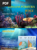 Phylum Porifera and Common Examples | PDF