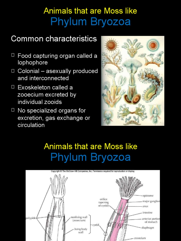 Chapter 2-Bryozoa | PDF | Science | Zoology