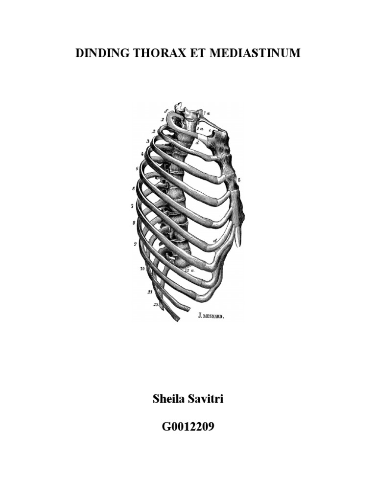 Dinding Thorax-Handout | PDF