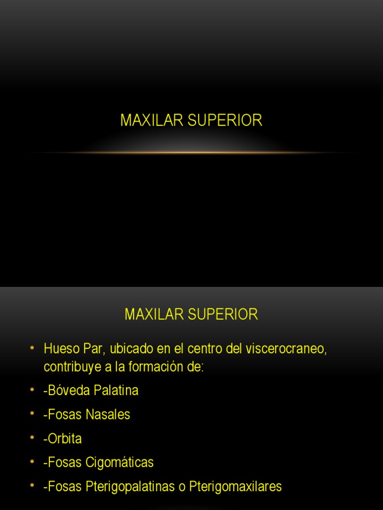 Maxilar | PDF | Cabeza y cuello humanos | Rasgos faciales