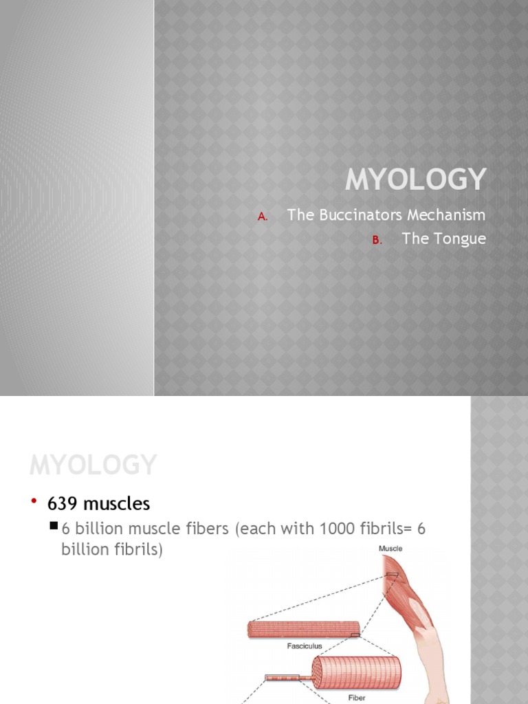 Buccinator Mechanism in Myology | PDF | Muscle Contraction | Tongue
