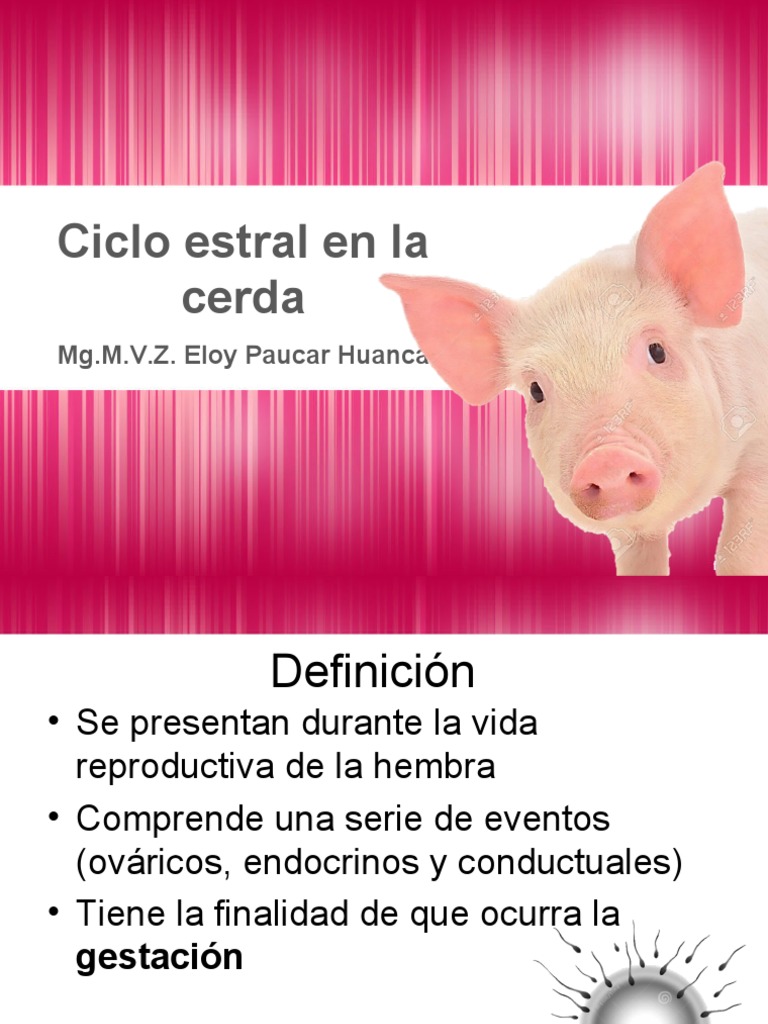 Ciclo Estral de la Cerda: Fases y Duración | PDF | Ciencia y matemáticas