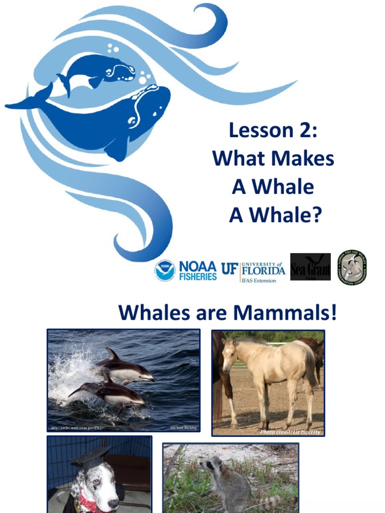Lesson 2: What Makes A Whale A Whale? | PDF | Whales | Cetacea