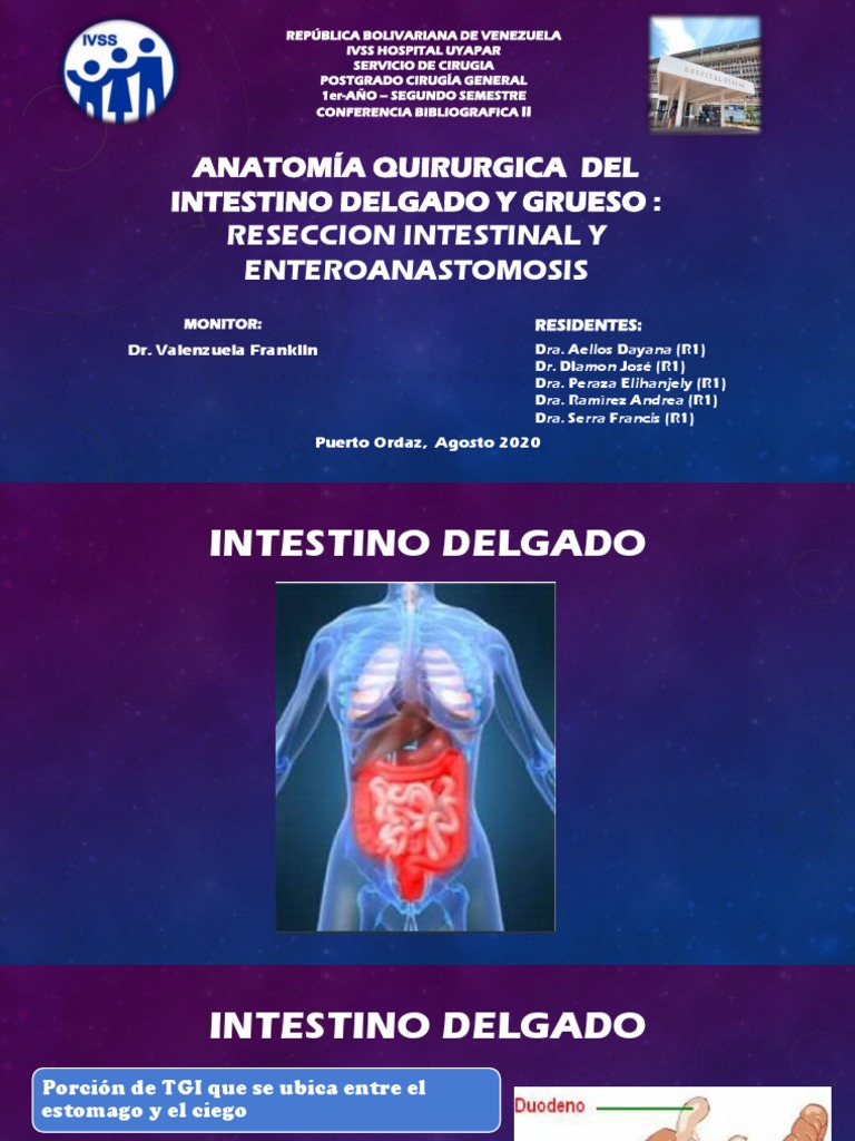 Anatomía Quirúrgica del Intestino | PDF | Intestino grueso | Intestino ...