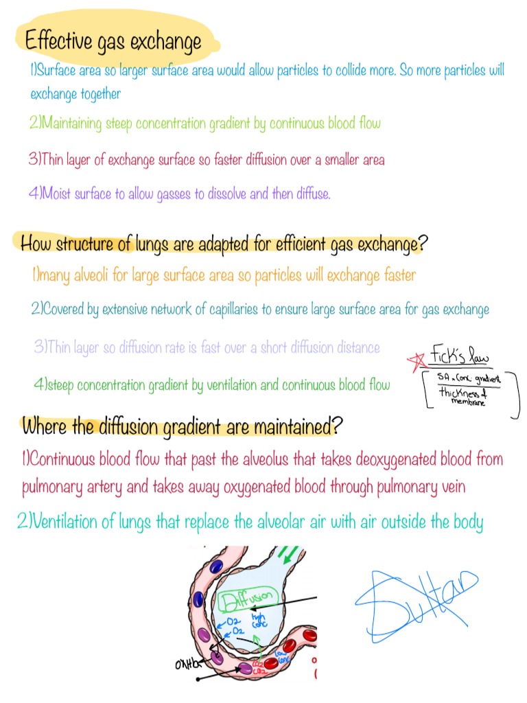 Effective Gas Exchange: Where The Diffusion Gradient Are Maintained? | PDF