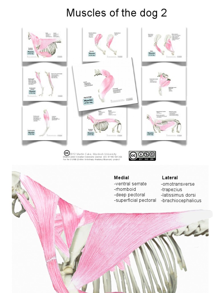 Muscles of The Dog 2: 2012 Martin Cake, Murdoch University | PDF ...