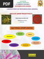 Retortamonas intestinalis: Protozoo Intestinal | PDF | Biología | Medicina