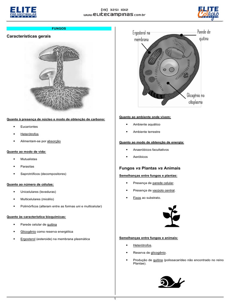 Reino Fungi - Fungos 1 - Folhinha | PDF | Fungo | Plantas