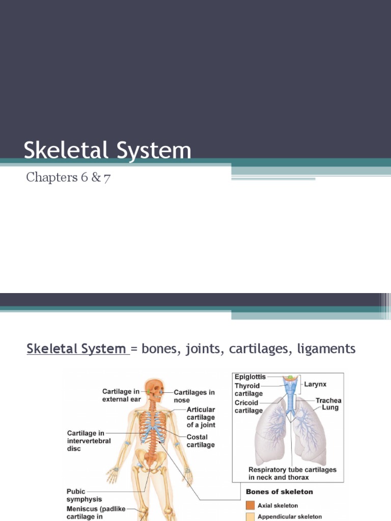 Skeletal System: Chapters 6 & 7 | PDF | Bone | Skeleton
