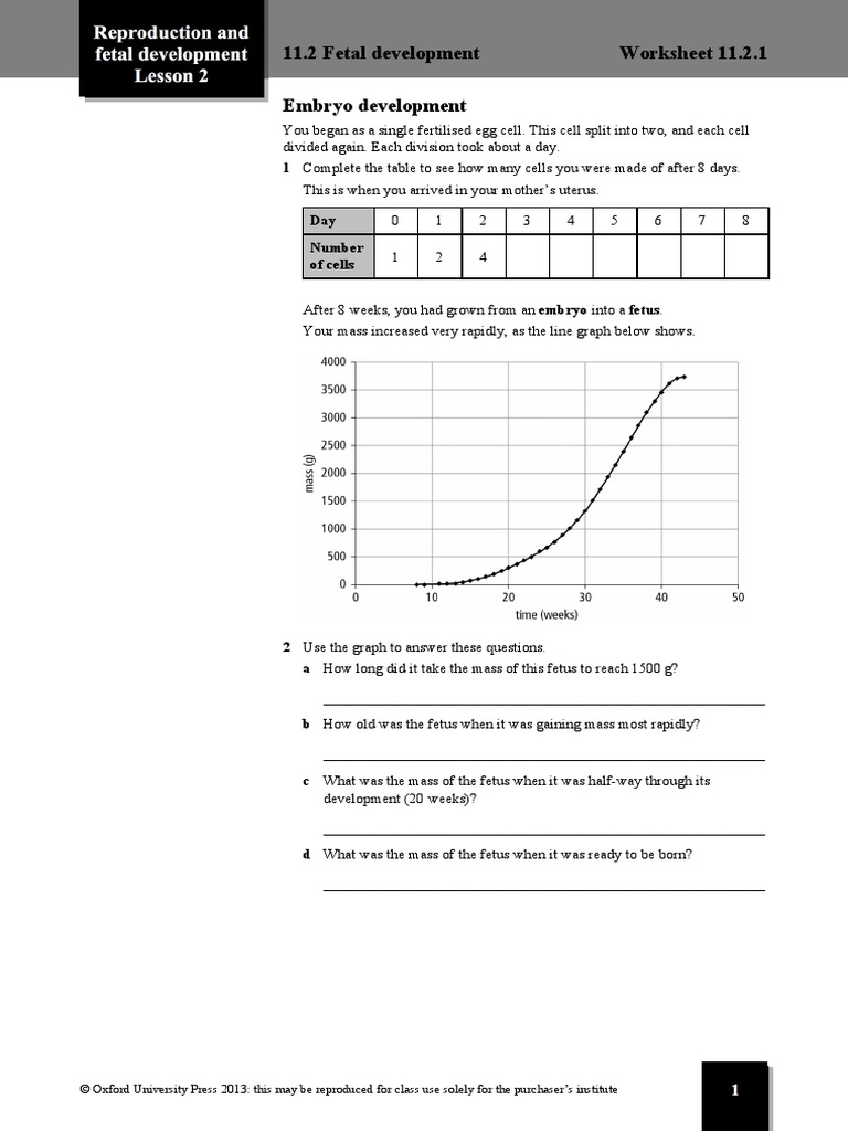 11.2 Fetal Development Worksheet 11.2.1 Embryo Development | PDF