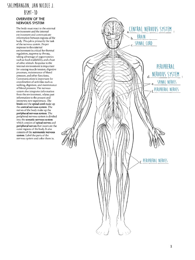 Jan Nicole Salimbangon - NERVOUS SYSTEM PDF | Download Free PDF | Ear ...