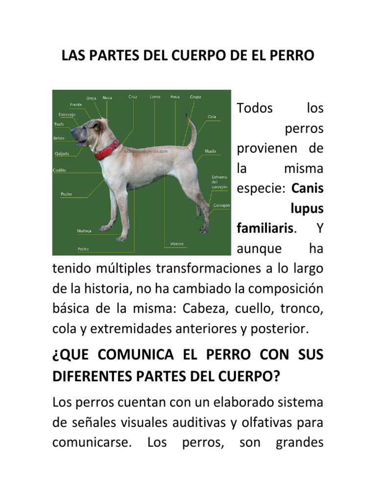 Las Partes Del Cuerpo de El Perro | PDF | Perros | Interés humano