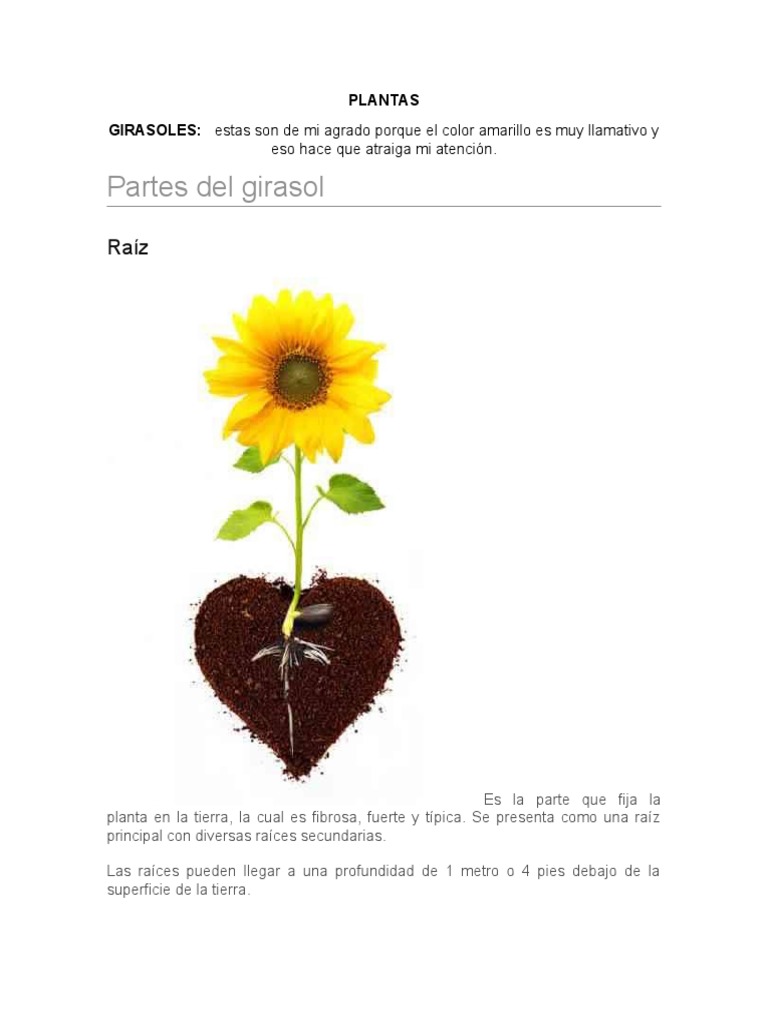 Girasoles, Rosas, Cerezo | PDF | Flores | Rosa