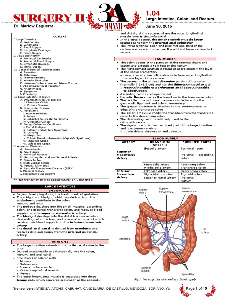 Anatomy and Function of Rectum and Colon | PDF | Rectum | Large Intestine