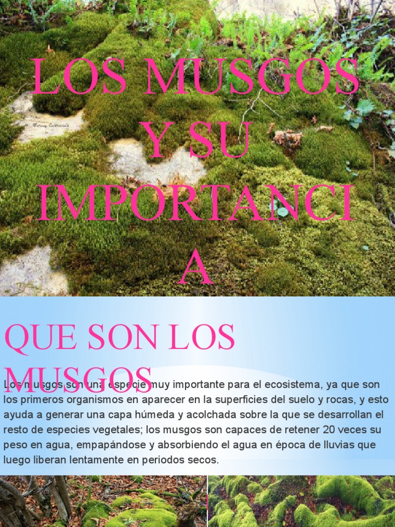 Biologia Musgos | PDF | Musgo | Américas
