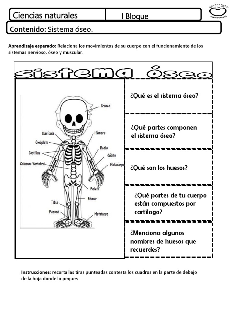 Actividades del Sistema Óseo para Niños | PDF