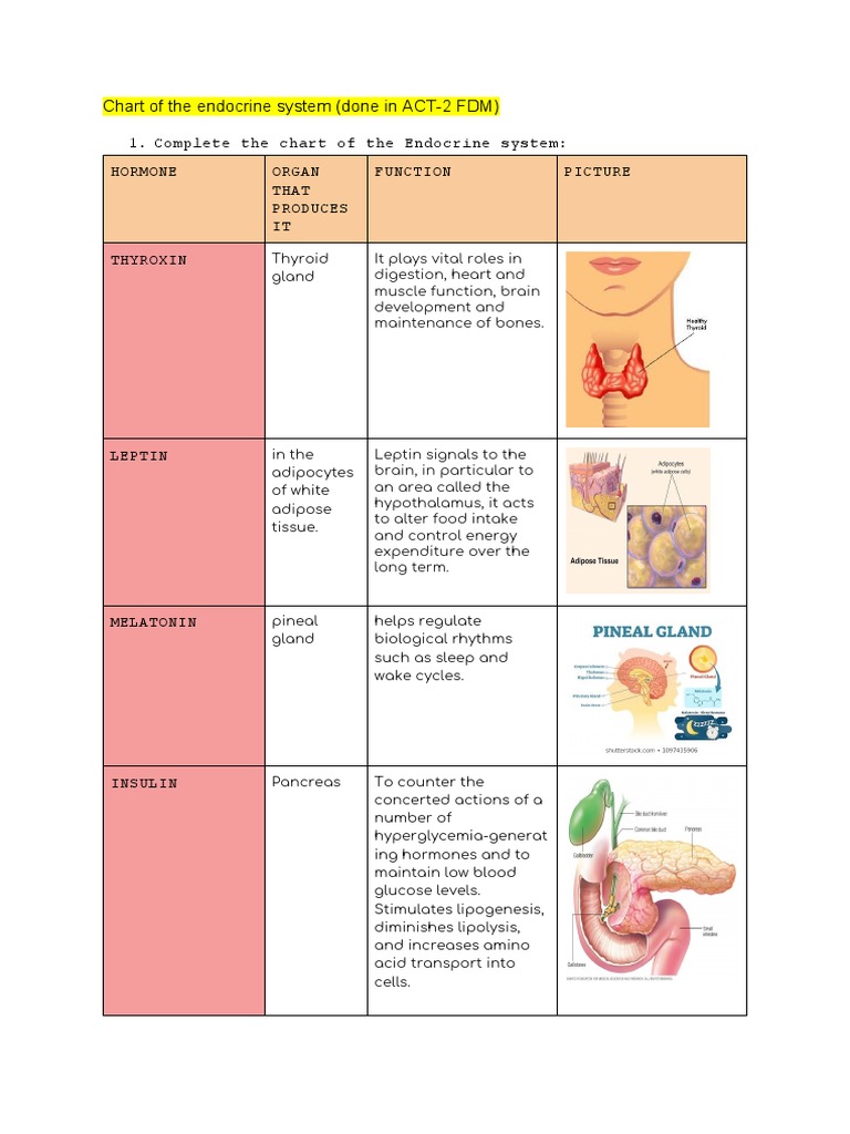 Endocrine System Glands And Hormones Chart
