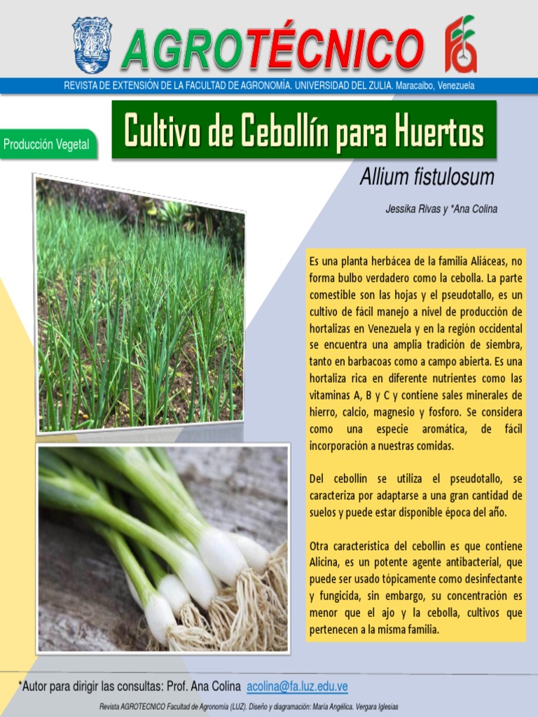 4.cultivo Del Cebollin para Huerto | PDF | Plantas | Agronomía