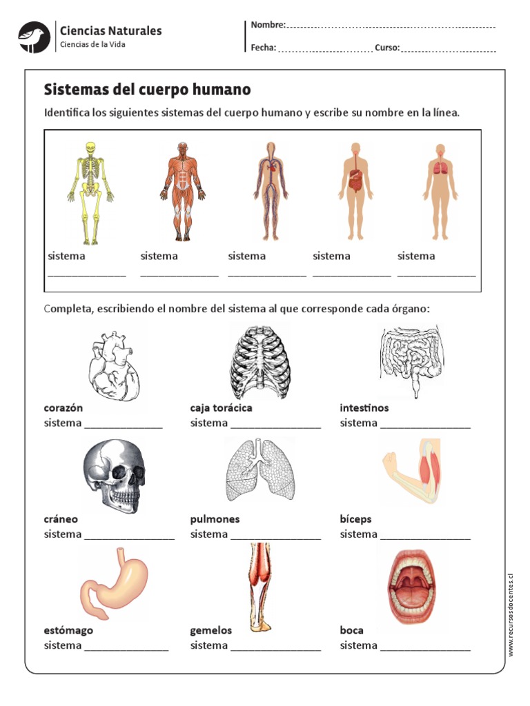 Sistemas Del Cuerpo Humano Pdf Pdf