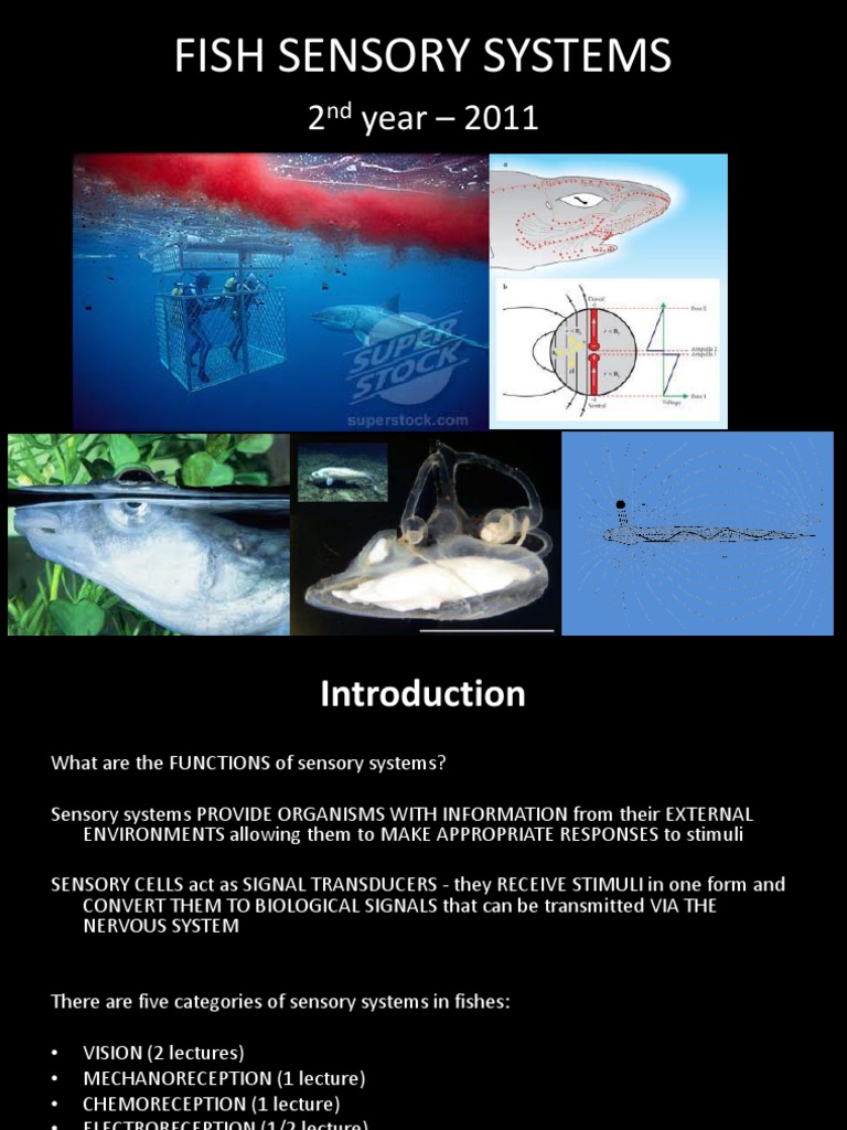 Fish Sensory Systems: 2 Year - 2011 | PDF | Eye | Retina