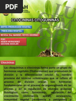 Cytoplant-400 ESP Ficha-Tecnica V6 | PDF | Plantas | Agricultura
