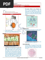 Fundus Diagram Drawing Guide | PDF | Retina | Human Eye