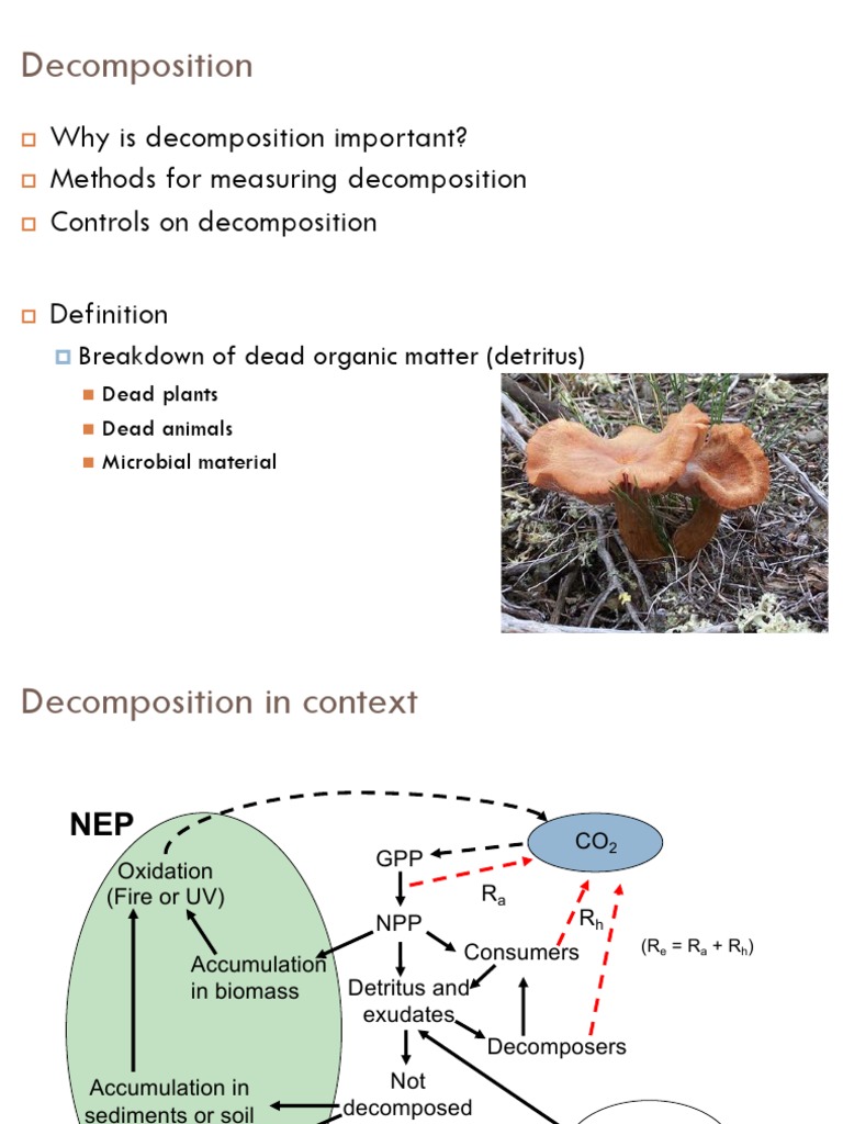 Decomposition | PDF | Organic Matter | Decomposition
