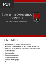 Protonefridios | PDF | Riñón | Sistema urinario