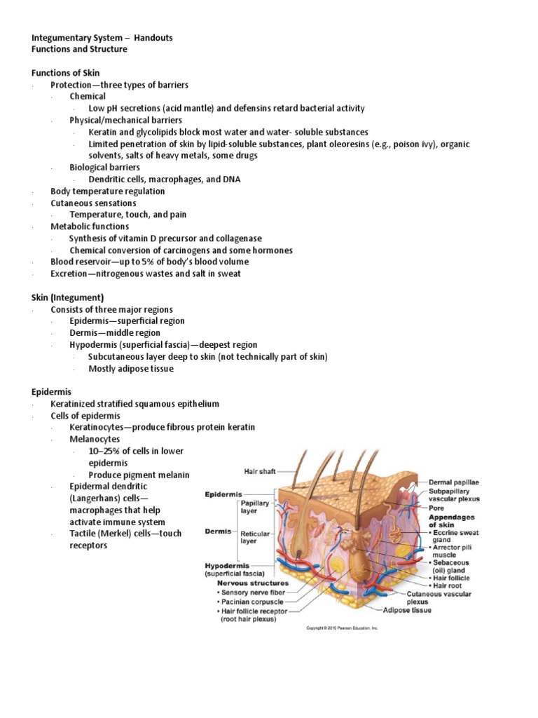 Integumentary System Overview and Functions | PDF | Skin | Epidermis