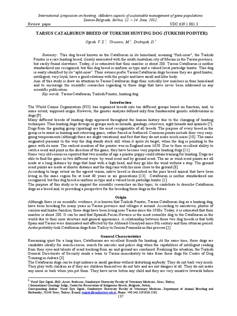 Tarsus Catalburun Breed of Turkish Hunting Dog (Turkish Pointer) | PDF ...