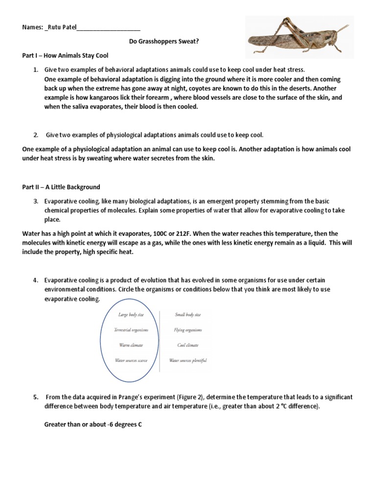 Do Grasshoppers Sweat Note Sheet PDF | PDF | Evaporation | Thermoregulation