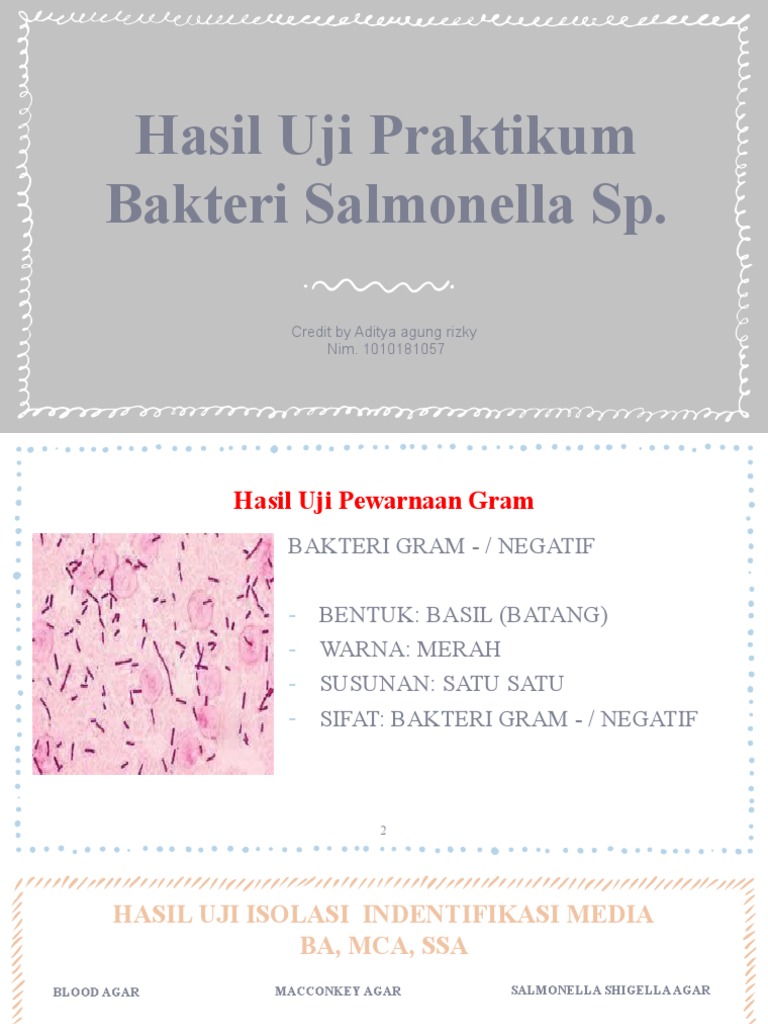 Bakteri Salmonella SP | PDF