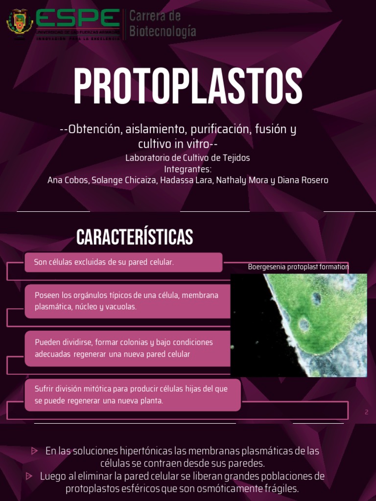 Protoplastos CCHLMR | PDF | Cultivo de células | Pared celular
