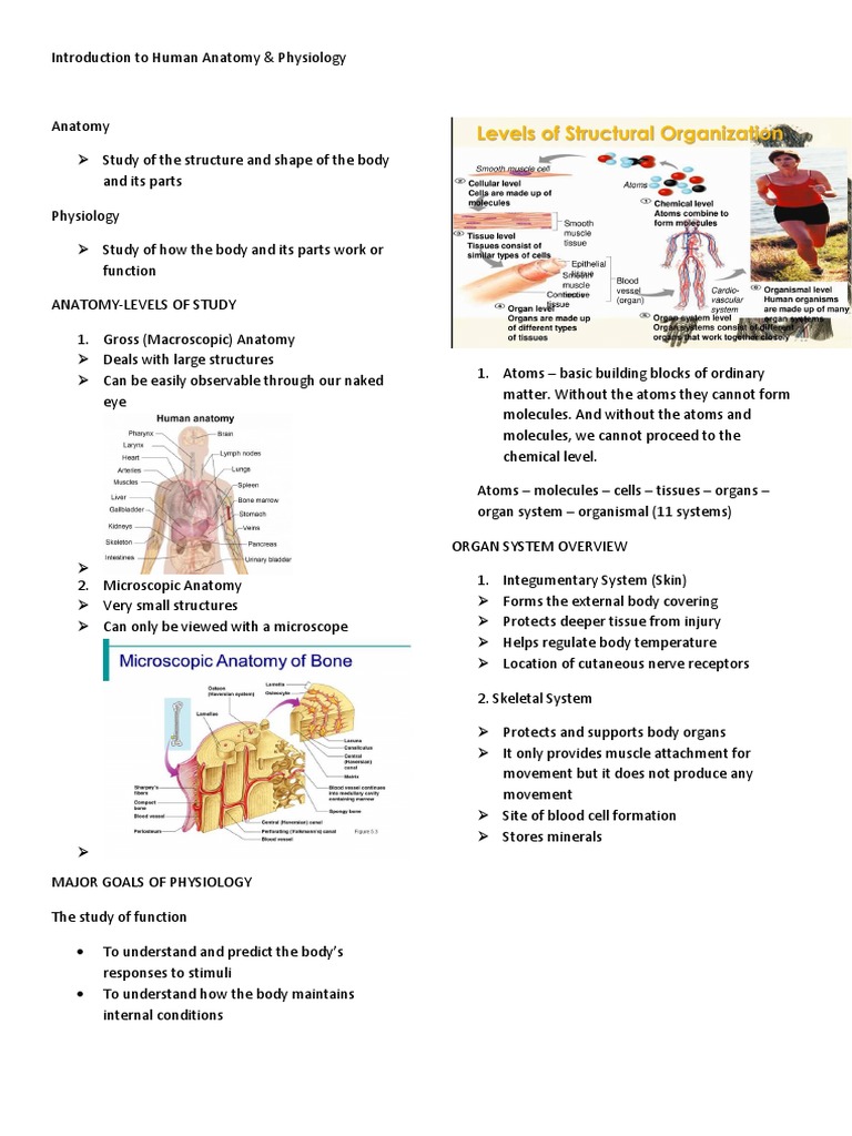 Anaphy Notes | PDF | Human Body | Homeostasis