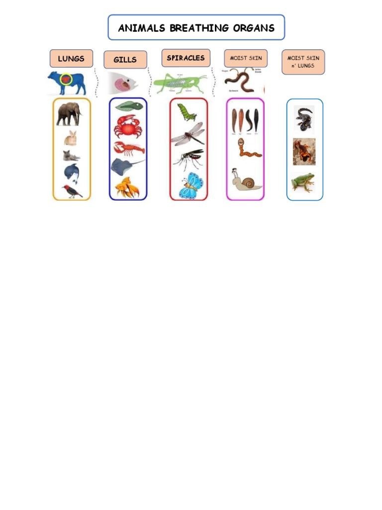 Animals Breathing Organs: Gills Lungs | PDF