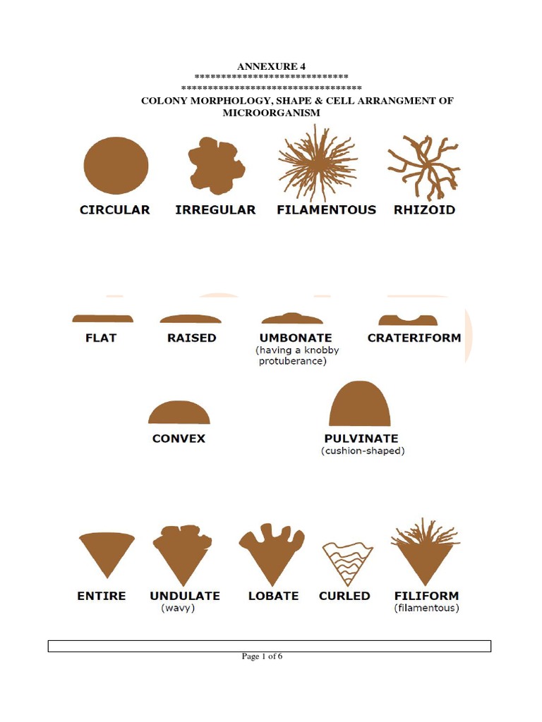 Annexure 4 Colony Morphology, Shape & Cell Arrangment of Microorganism ...