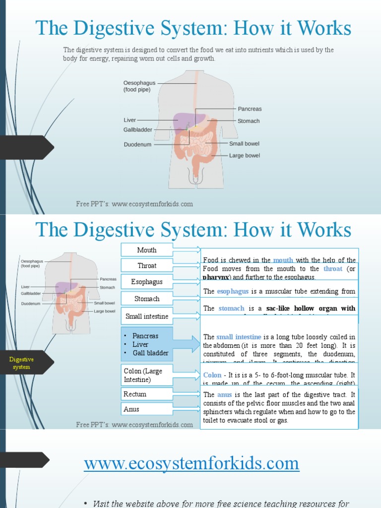 The Digestive System - How It Works | PDF | Human Digestive System ...