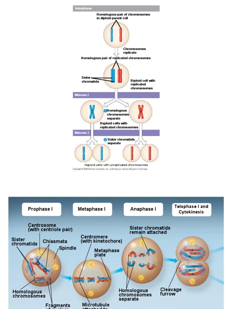 Interphase: Haploid Cells With Unreplicated Chromosomes | PDF | Meiosis ...