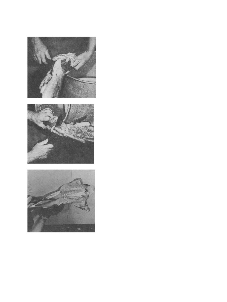 KENCH SALTING Tugas | PDF